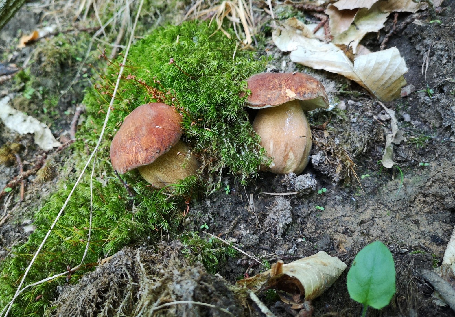 Raccolta dei funghi | Unione Comuni Appennino Bolognese